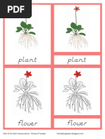Parts of The Plant Primary Nomenclature Cards (Red Isolation) D'nealian ...