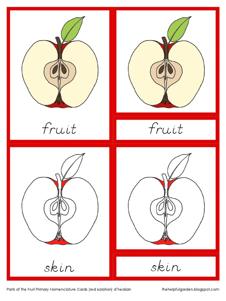 Parts of The Fruit Primary Nomenclature Cards (Red Isolation) D'nealian ...