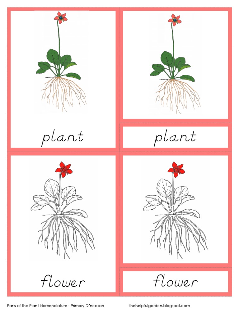 Plant Nomenclature for Montessori | PDF | Home & Garden | Wellness