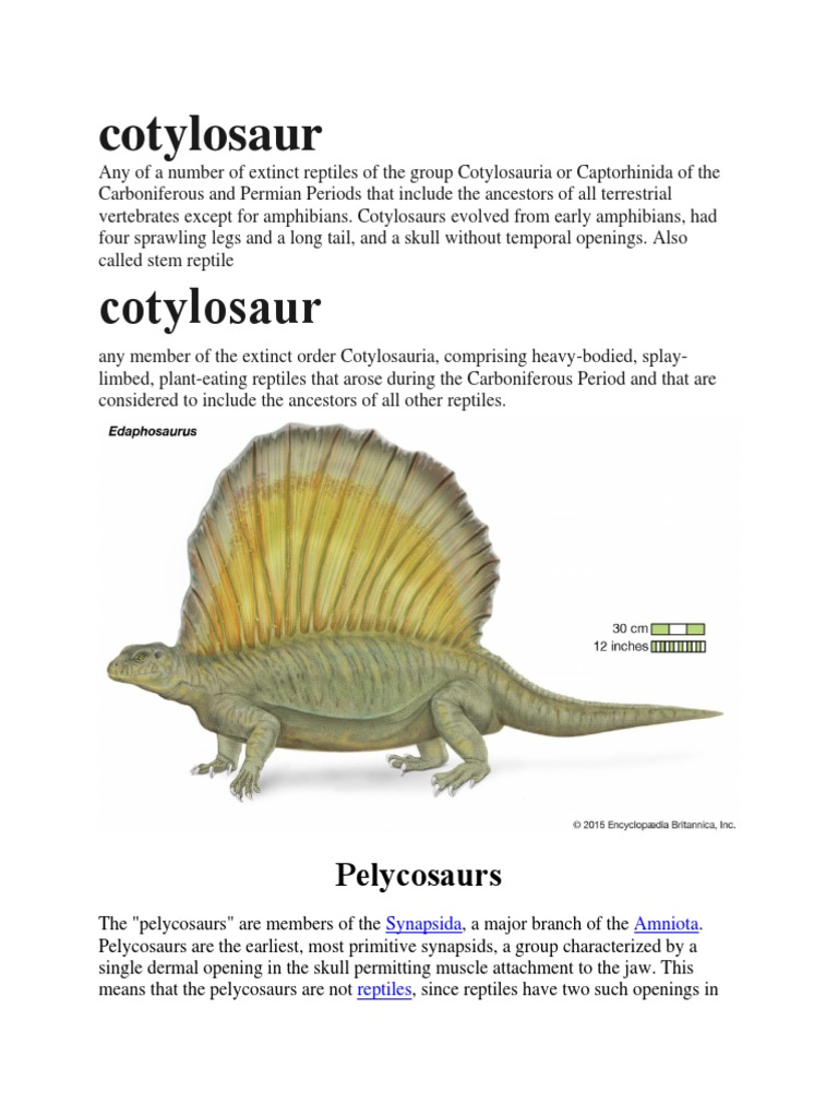 Evolution of Cotylosaurs and Pelycosaurs | PDF | Science & Mathematics