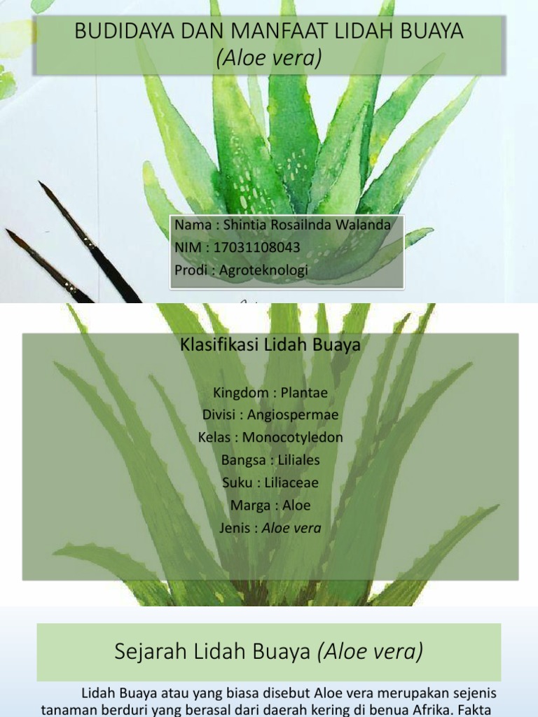 Budidaya dan Manfaat Lidah Buaya | PDF | Sains & Matematika | Teknologi ...