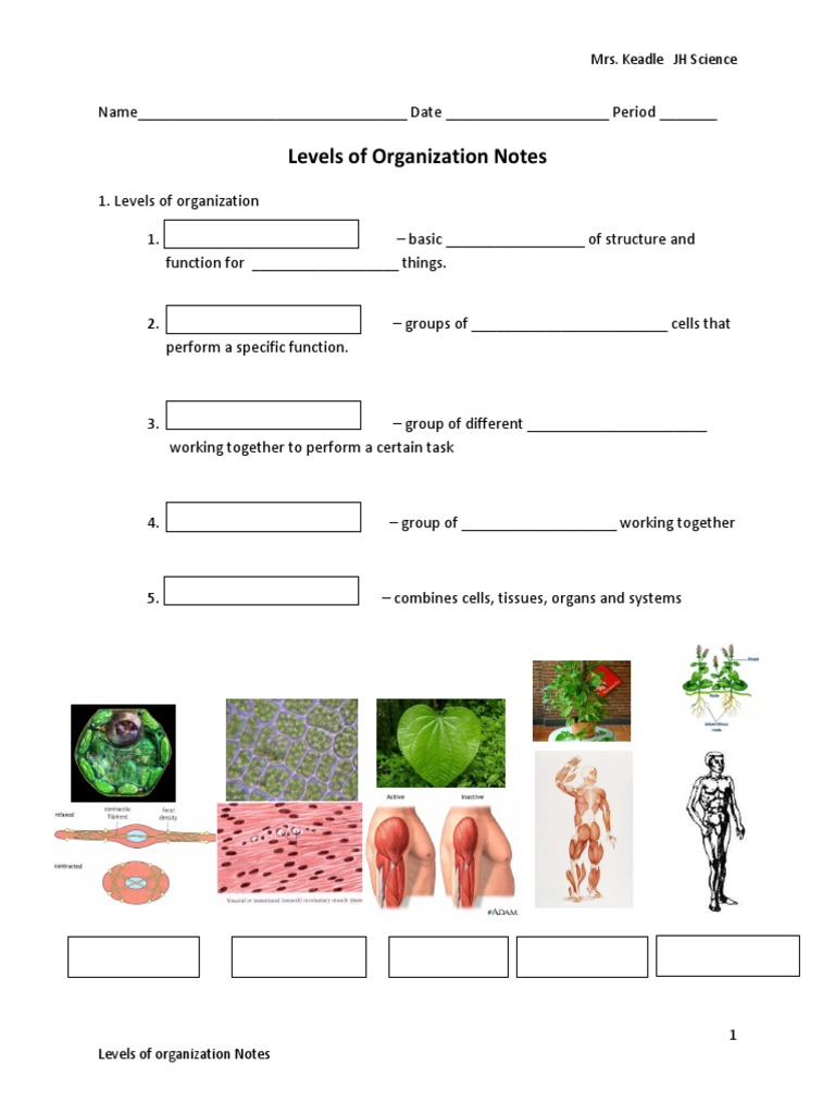 Levels of Organization Power Point and Activity | PDF | Organ (Anatomy ...