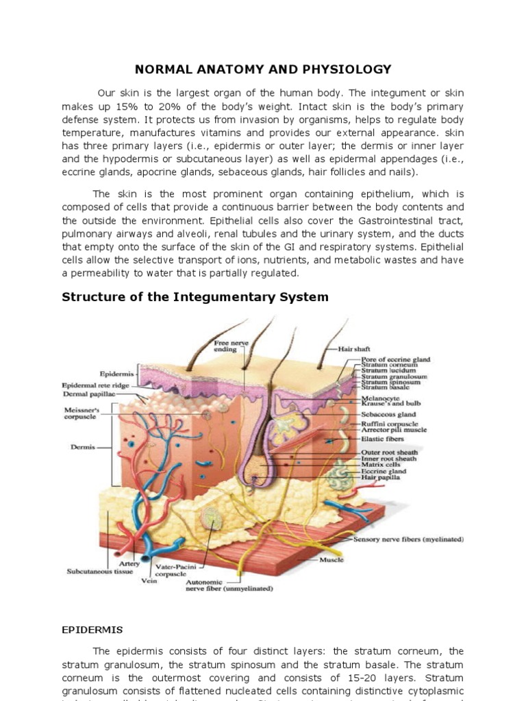 Normal Anatomy and Physiology-Burns | PDF | Skin | Epidermis