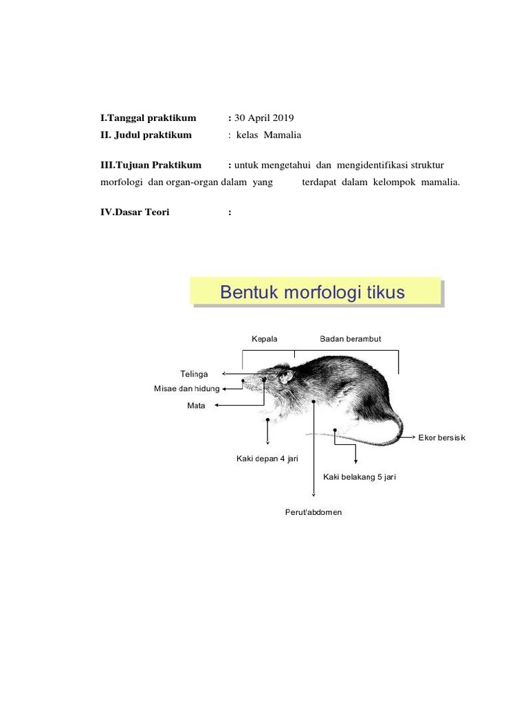 Morfologi dan Anatomi Tikus Mamalia | PDF