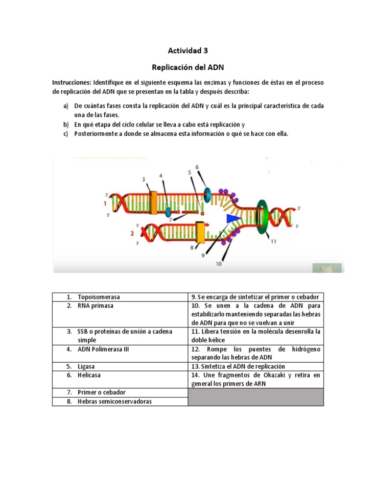 Replicación del ADN: Enzimas clave y etapas del proceso | PDF