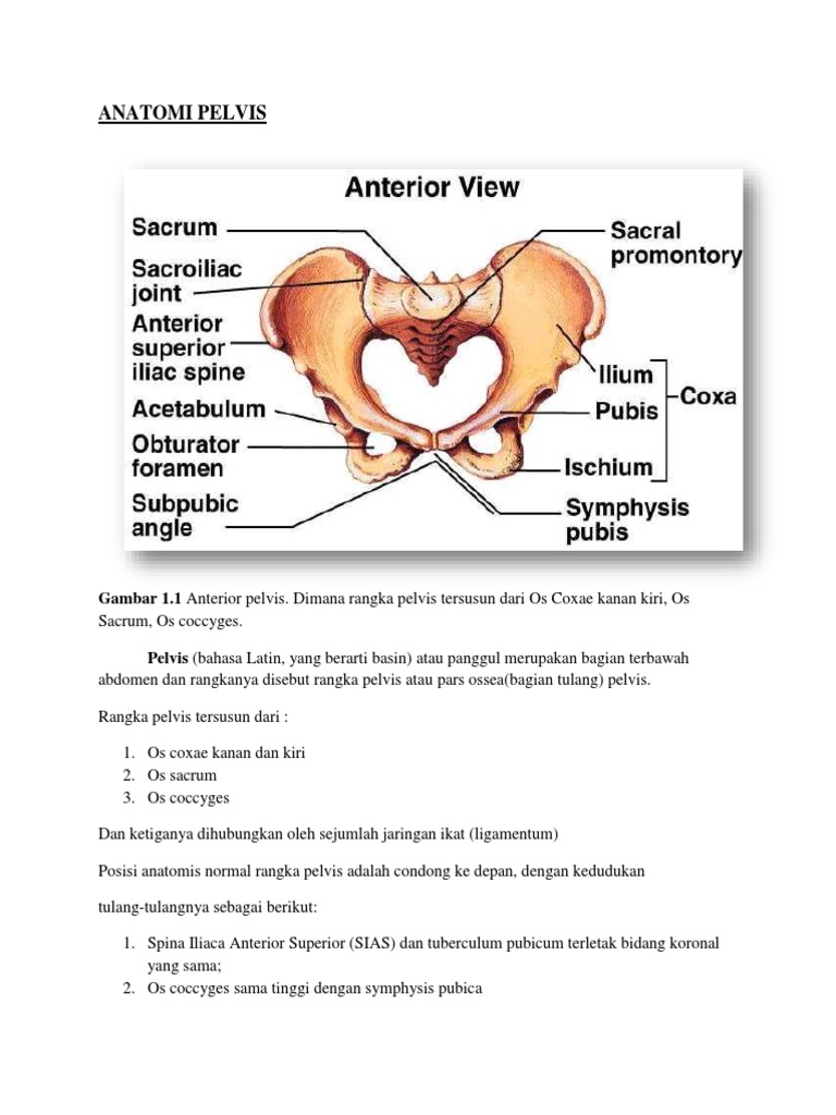 Anatomi Pelvis | PDF | Sains & Matematika