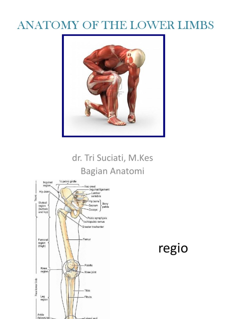 Anatomy of Lower Limbs 2018 | PDF | Foot | Muscle Contraction