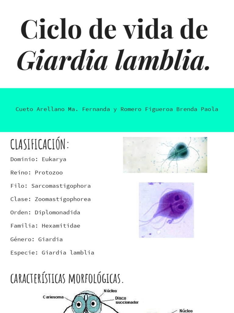 Ciclo De Vida Da Giardia Lamblia TENÍASE | O Que é, Ciclo, Sintomas