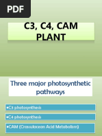 Photosynthesis Virtual Lab | PDF | Photosynthesis | Experiment