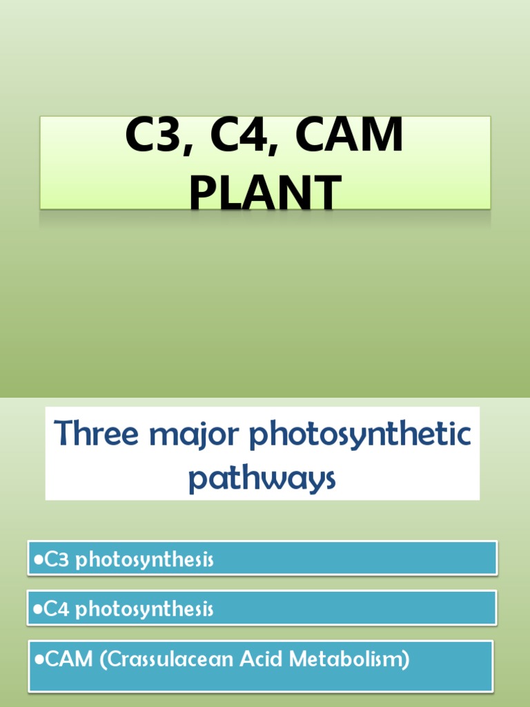 C3, C4, and CAM Photosynthesis Explained | PDF | Home & Garden ...