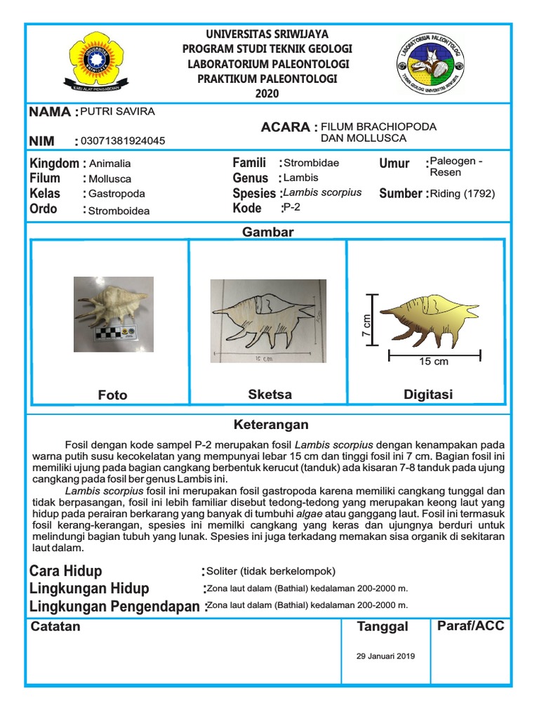 Filum Brachiopoda Dan Mollusca PDF | PDF