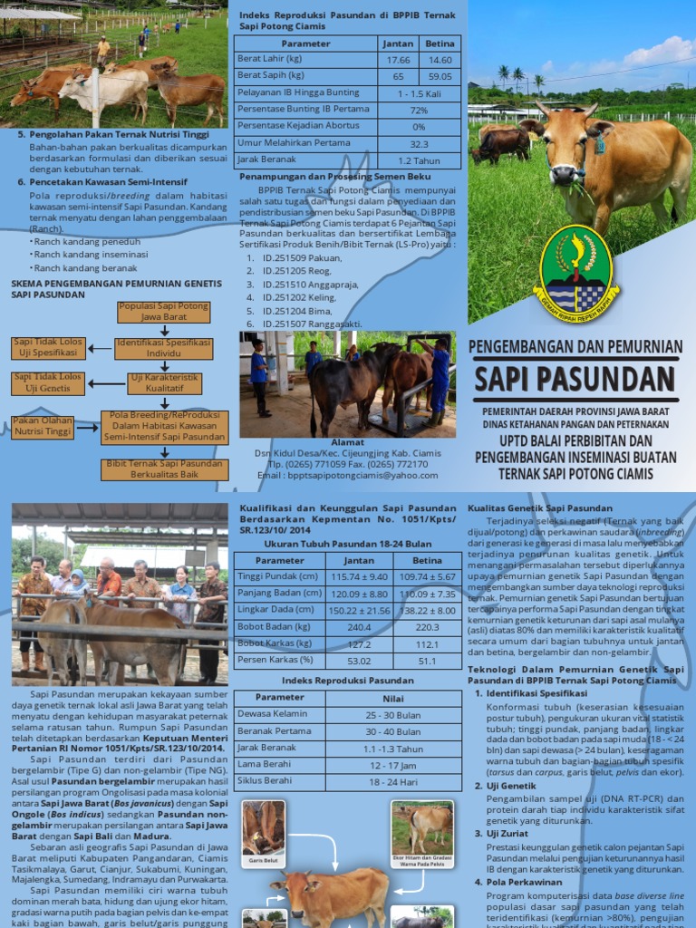 Profil Sapi Pasundan | PDF