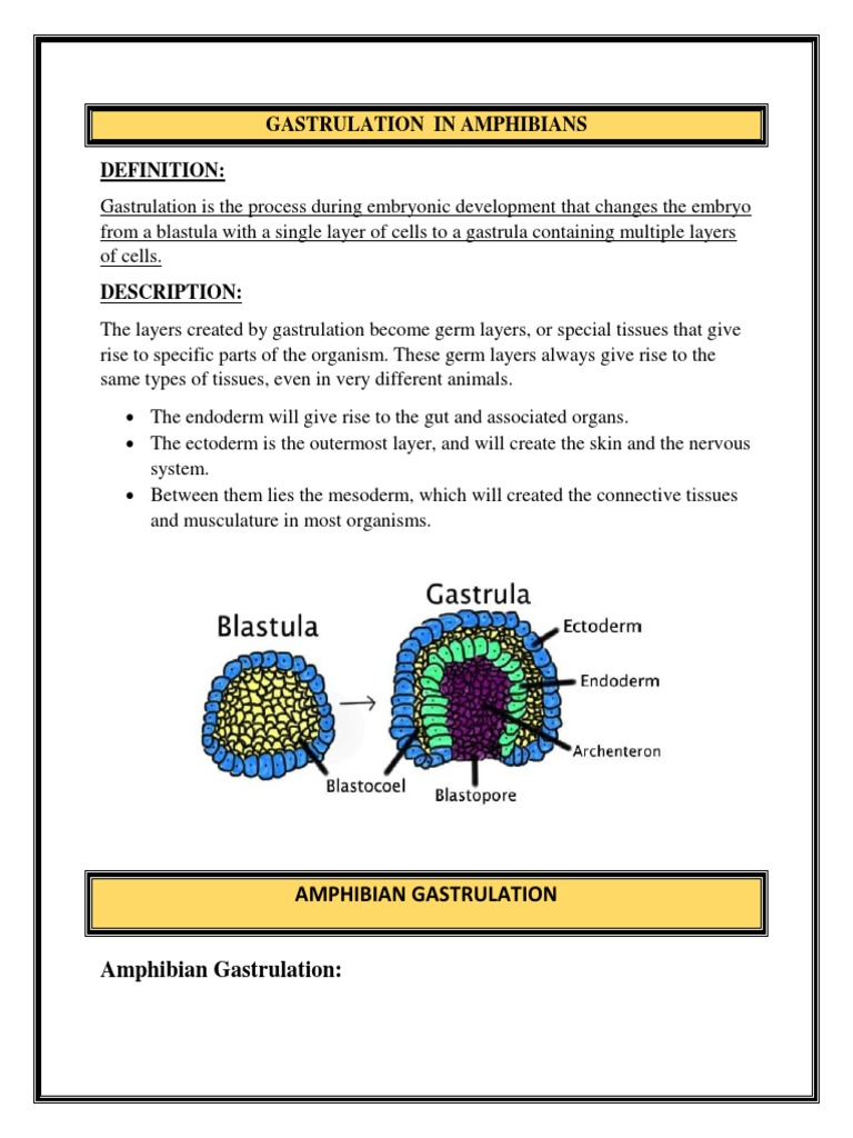 Gastrulation Ppt Self Organization In Biology | About | Elsevier