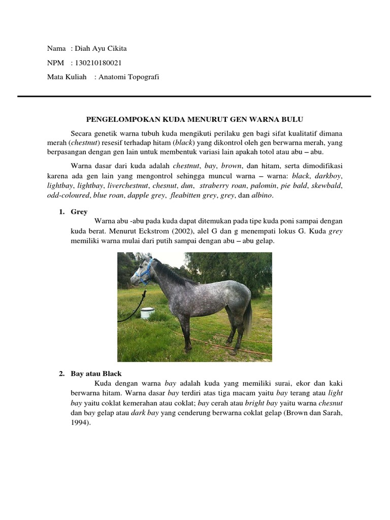 Warna-Warna Kuda | PDF