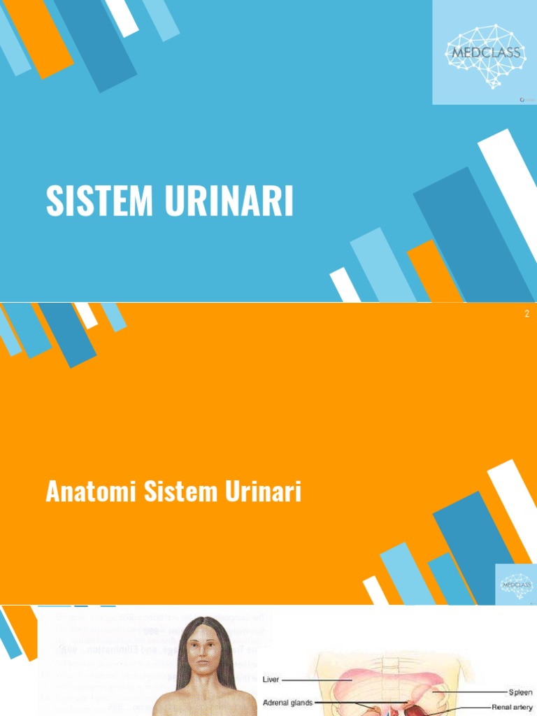 Anatomi Traktus Urinarius | PDF
