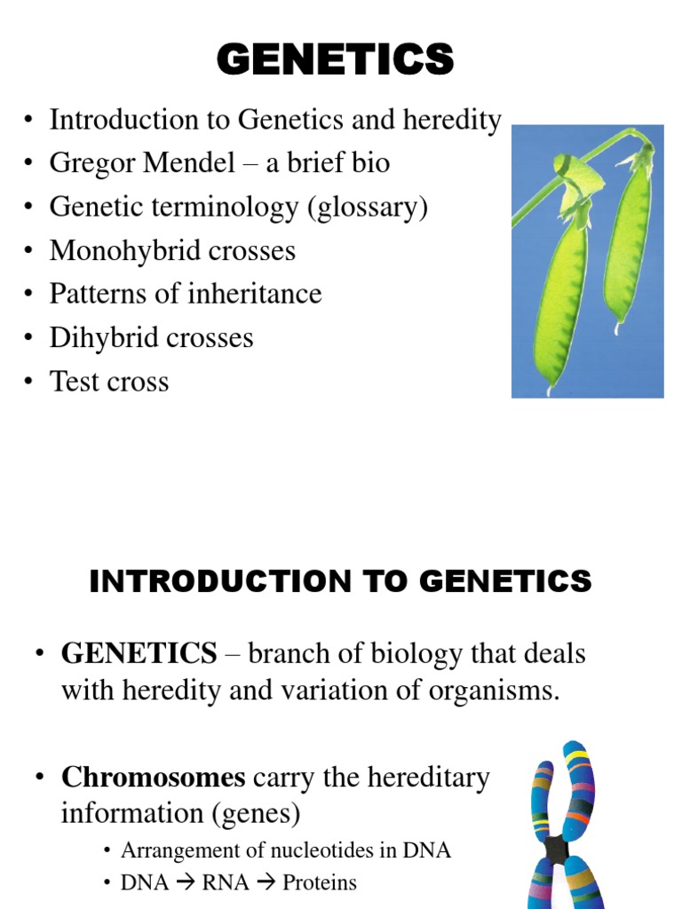 GENETICS | PDF | Dominance (Genetics) | Zygosity
