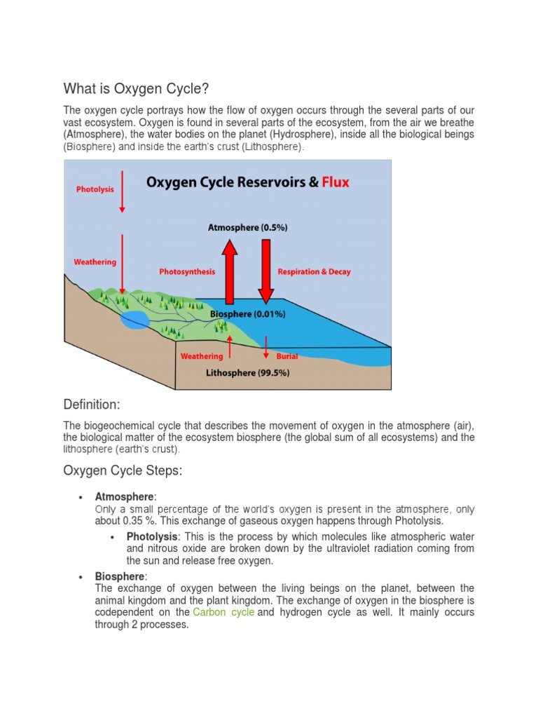 What Is Oxygen Cycle | PDF | Oxygen | Chemical Substances