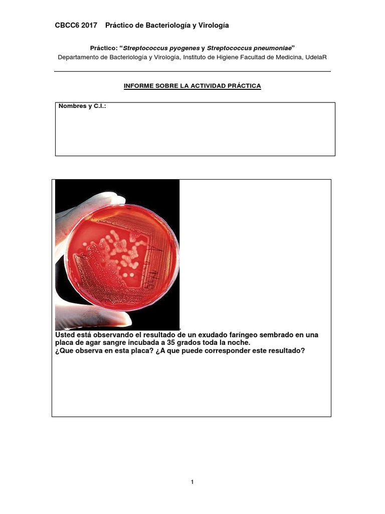 Informe 3 Streptococcus | PDF