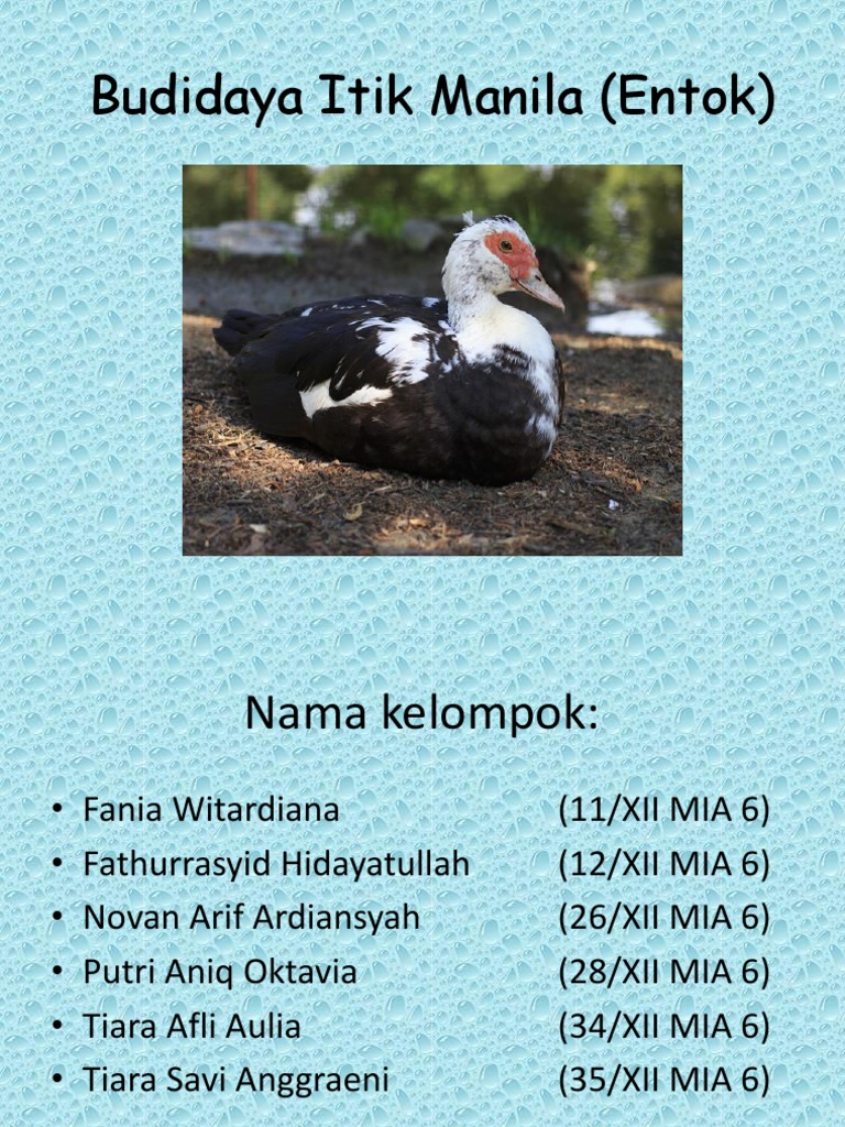 Budidaya Itik Manila (Entok) | PDF