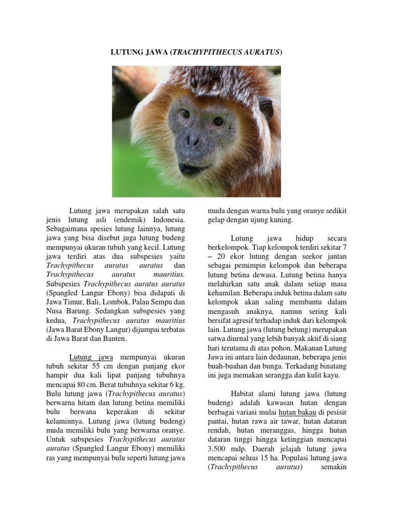Primate | PDF