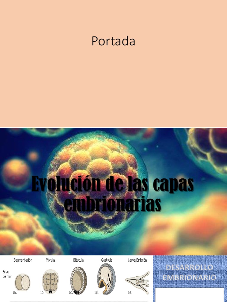 EVOLUCION DE LAS CAPAS EMBRIONARIAS Expo | PDF