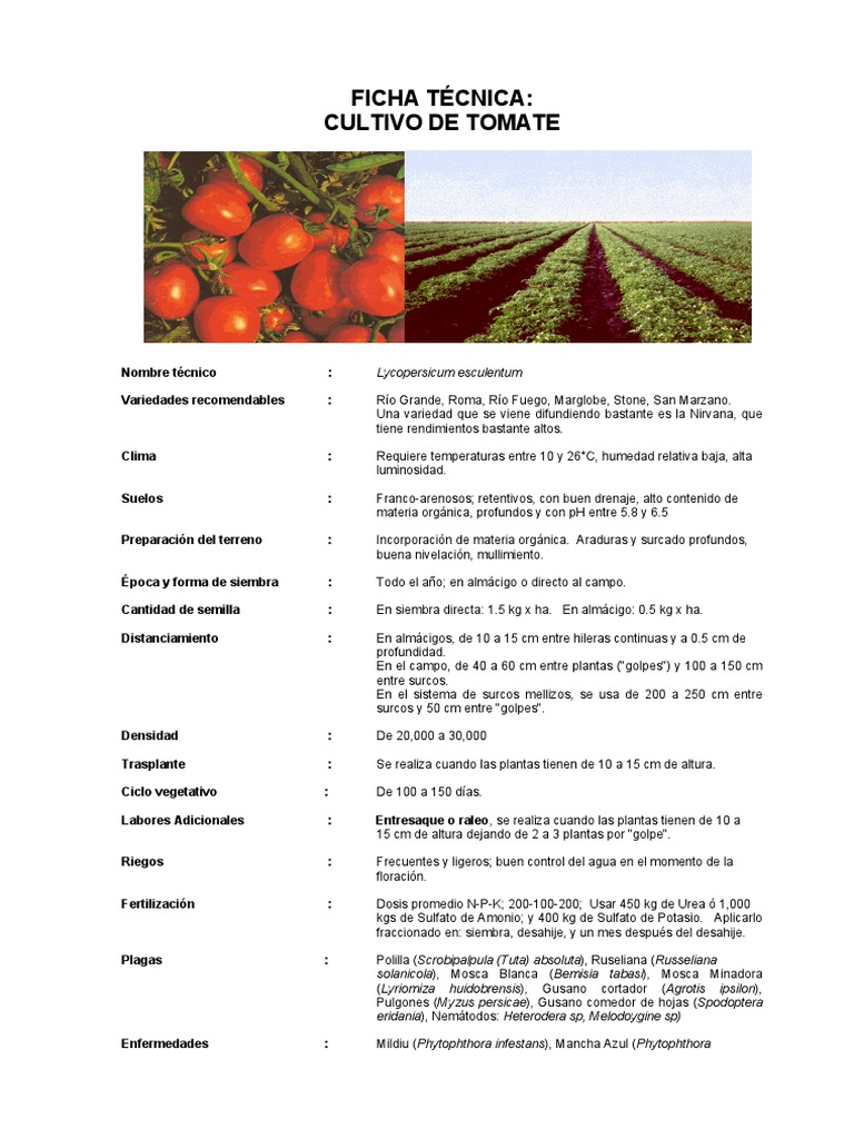 FICHA TECNICA Tomate | PDF | Siembra | Tomate