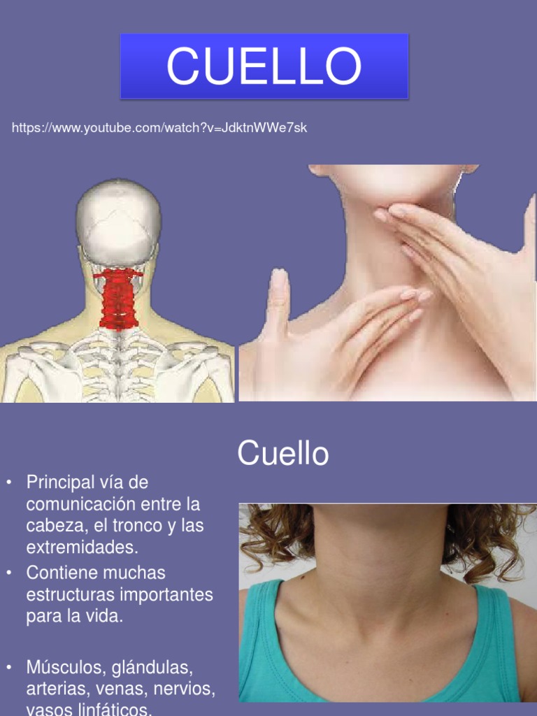 Anatomía y funciones del cuello | PDF | Vértebra | Articulación