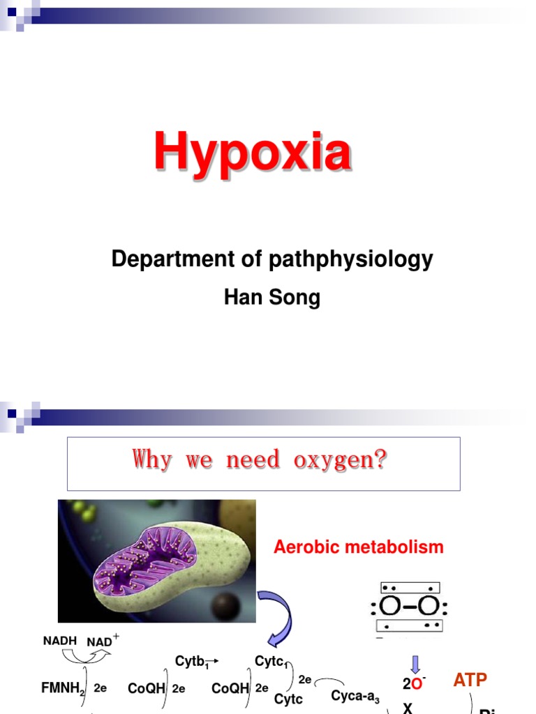 05 Hypoxia | PDF | Hypoxia (Medical) | Blood