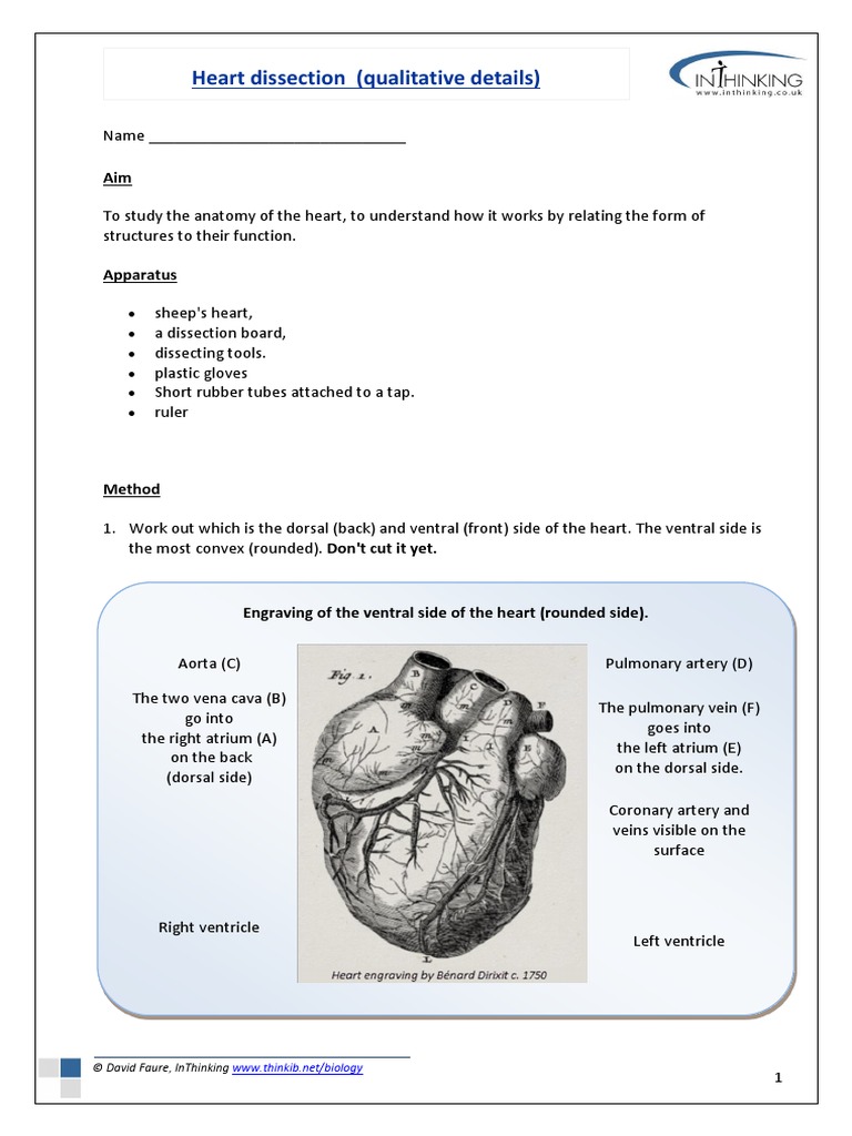 Heart Dissection Inthkng New | PDF