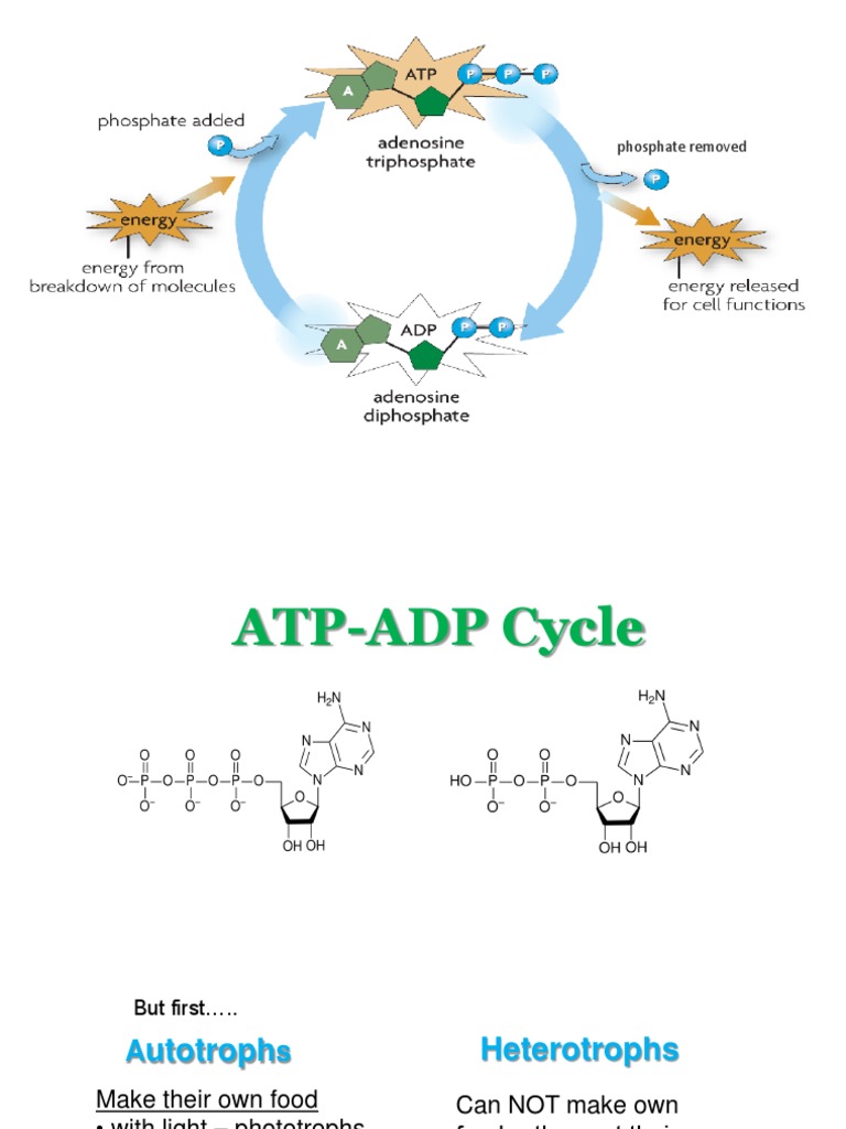 ATP ADP Cycle | PDF