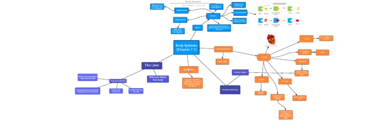 Body Systems Mind Map (Science Pearson Textbook Year 8 Chapter 7.1) | PDF | Human Body | Heart