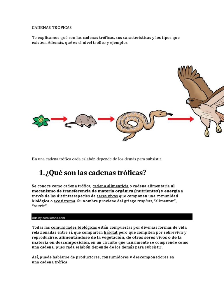 Red Alimentaria De Los Ecosistemas Tropicales Cadena Trófica Marina