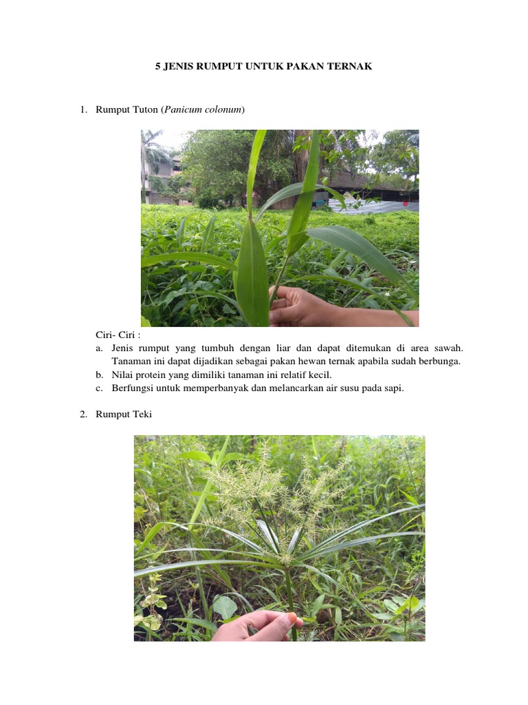 5 Jenis Rumput Dan Legum Untuk Pakan Ternak | PDF