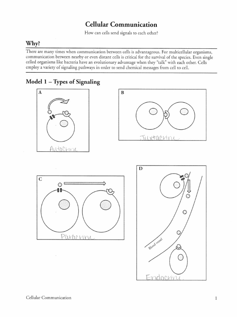 Cell Communication Pogil | PDF