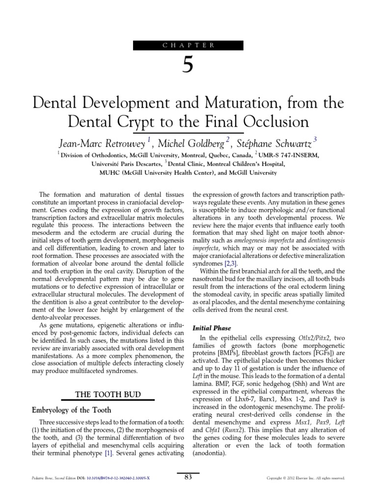Dental Development and Maturation, From The Dental Crypt To The Final ...