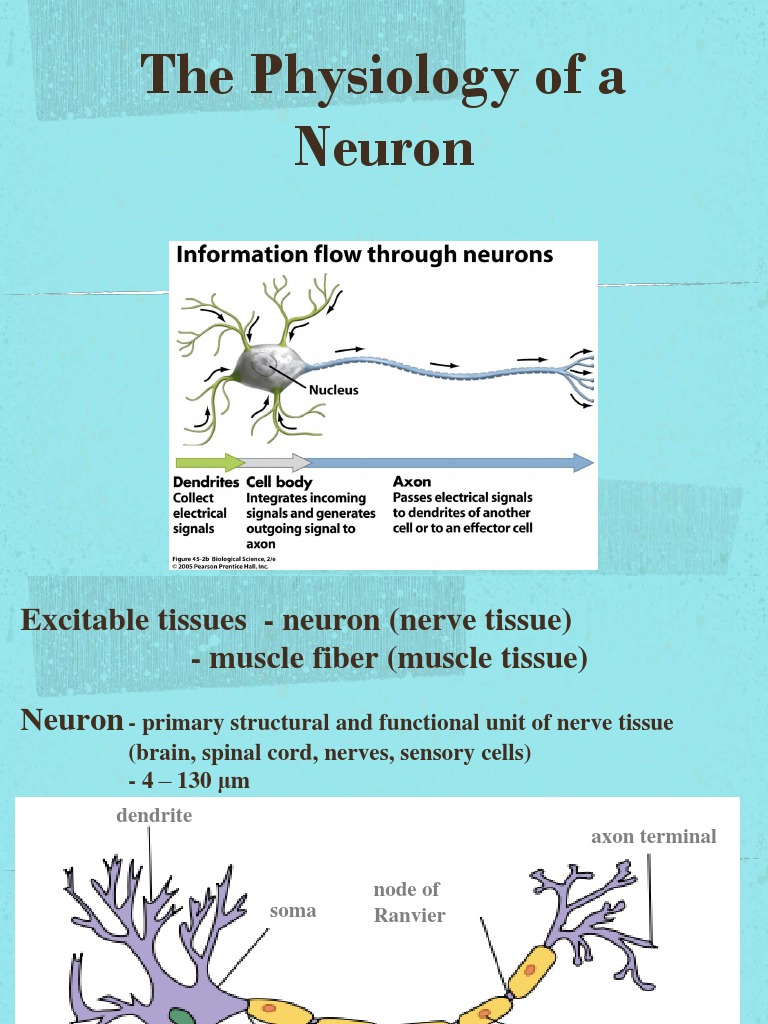 Action Potential Mechanisms in Neurons | PDF | Action Potential ...