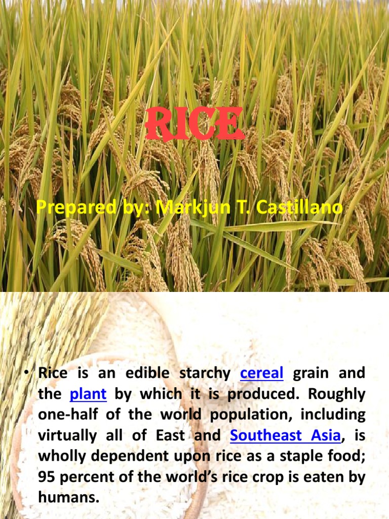 Rice | PDF | Rice | Harvest