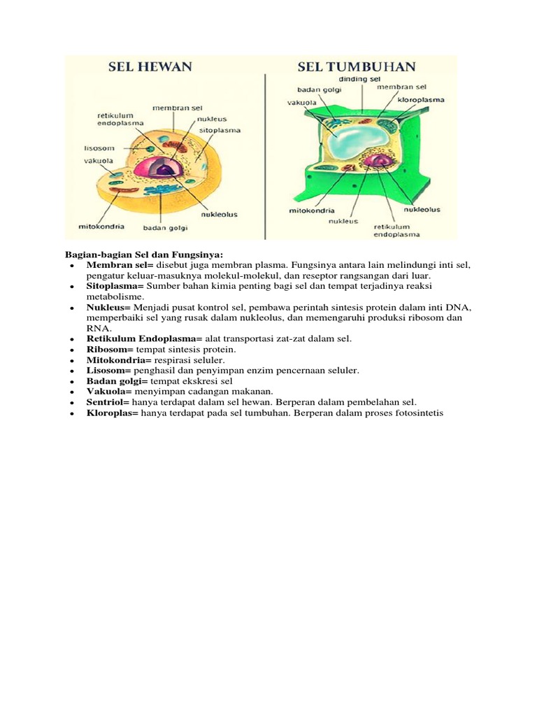 Gambar Bagian-Bagian Sel Dan Fungsinya | PDF