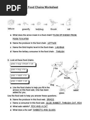 Food Chain And Food Web Worksheets Pdf