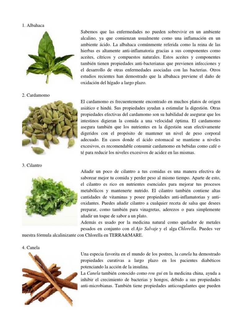 20-plantas-medicinales-q-enfermedades-cura-y-cuales-son-sus-beneficios