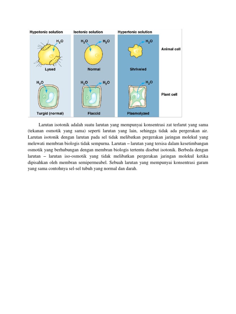 Mekanisme Isotonik | PDF