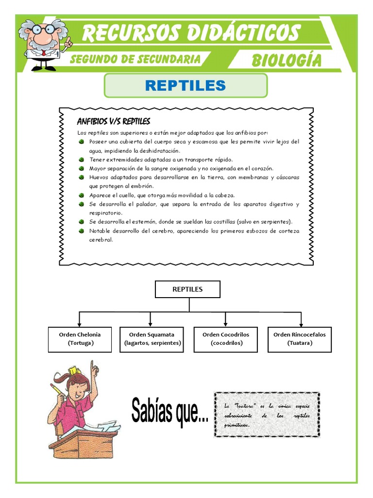 Características y Ciclo de Vida de Reptiles | PDF | Reptil | Anfibio