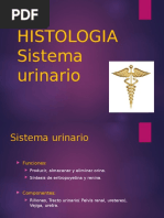 Guia Histologia Renal | PDF | Riñón | Sistema urinario
