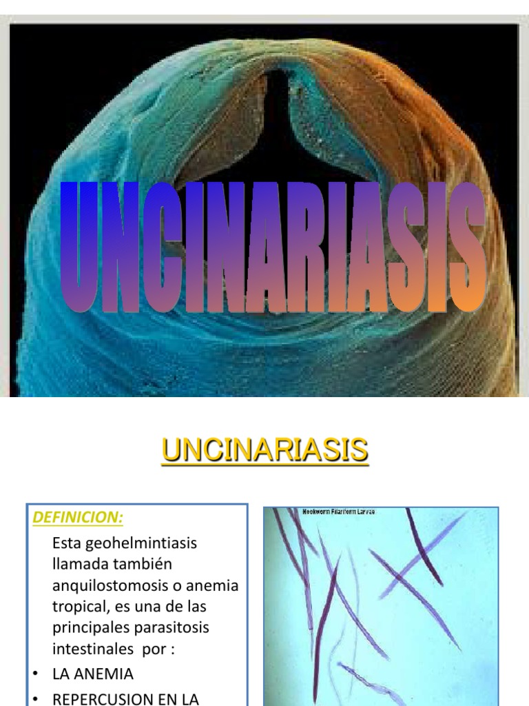 Uncinarias | PDF | Sistema digestivo humano | Anatomia animal