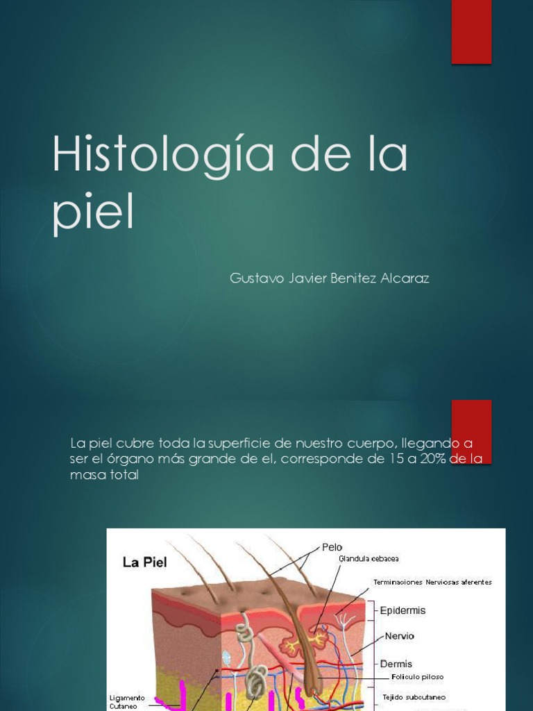Histología de La Piel | PDF | Epidermis | Piel