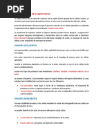 05 Tejidos Epiteliales III Especializaciones Del Dominio Basolateral ...