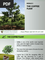 Introduction To Coffee | PDF | Coffee | Plants