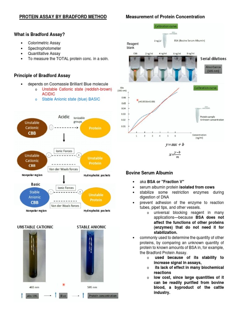 Protein Assay by Bradford Method | PDF | Spectrophotometry | Analytical ...