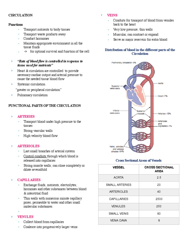 CIRCULATION | Download Free PDF | Blood Vessel | Circulatory System