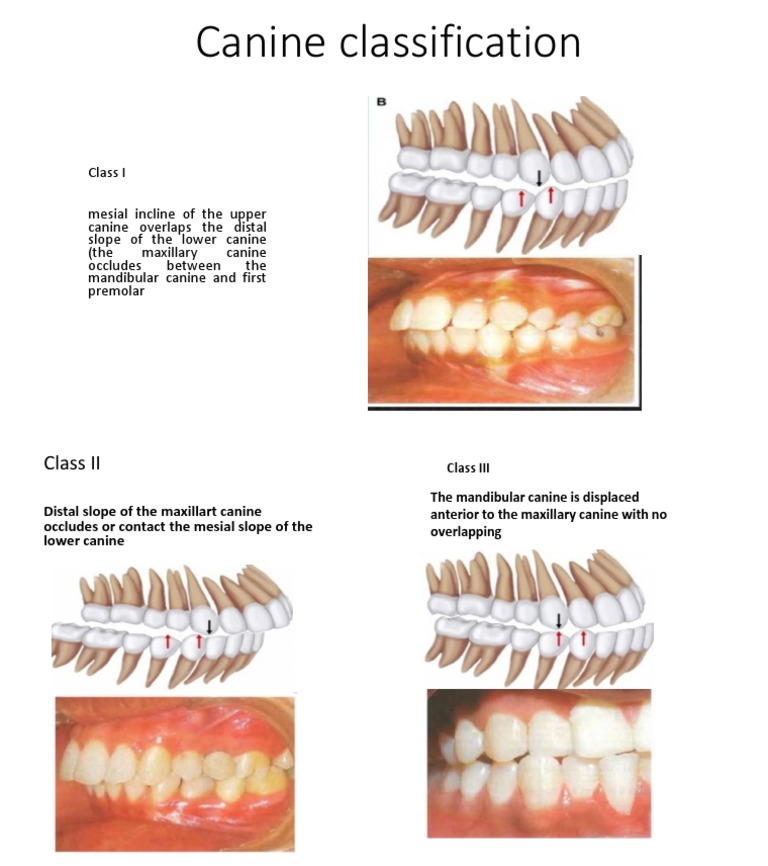 Canine Classification | PDF